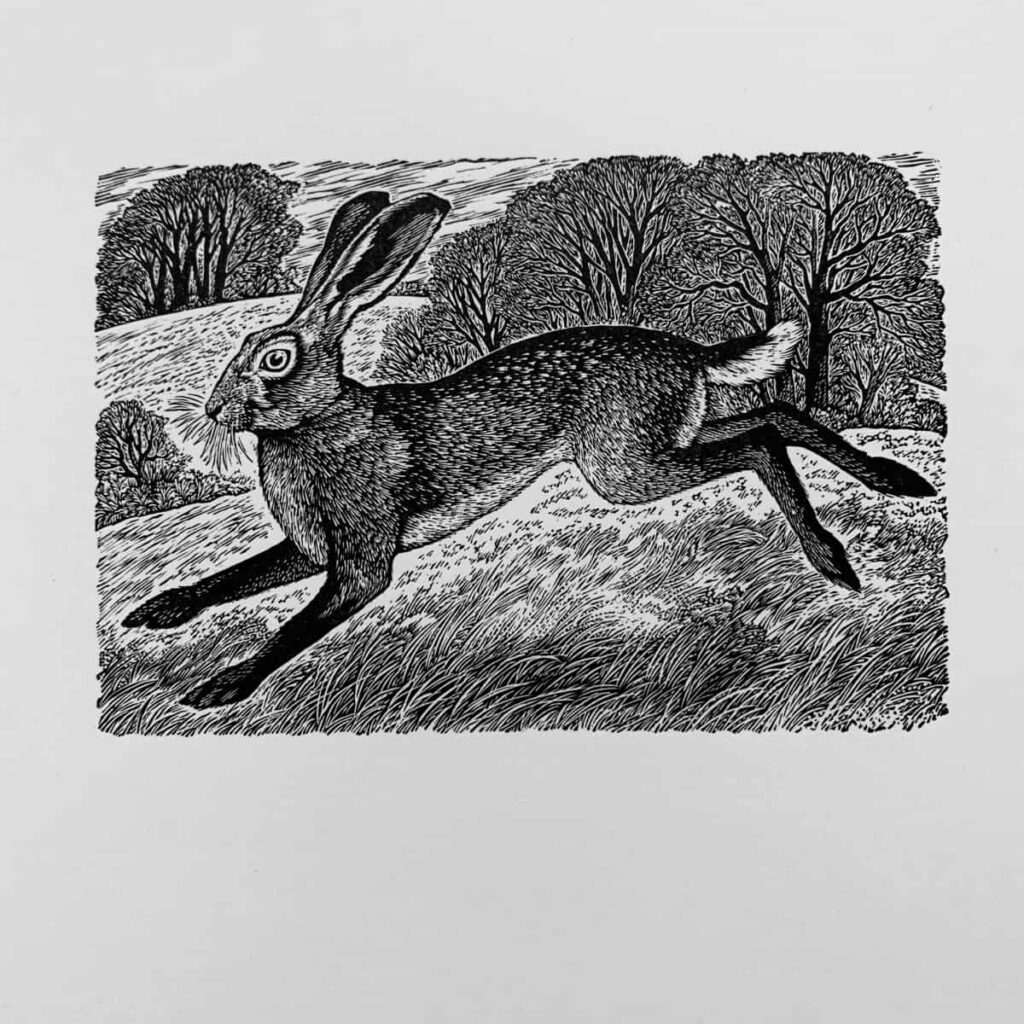 March Hare by